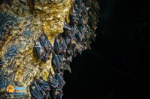 Monfort Bat cave Reviews, Rates, Photos, and Map (Updated 2021 ...