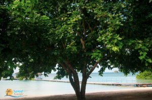 Uraya Beach Resort | Samal Guide