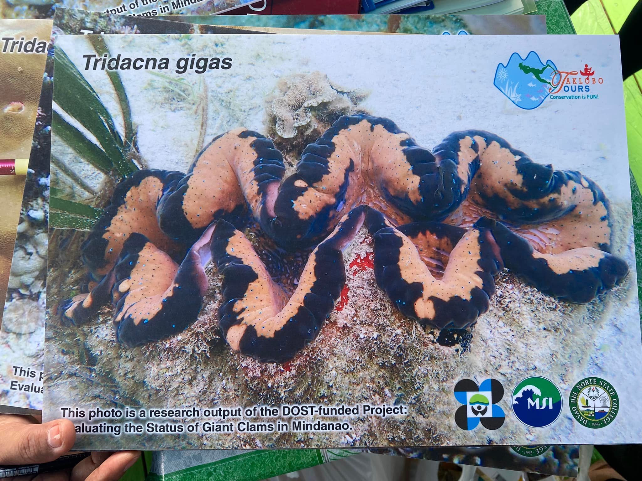 Giant Clam Sanctuary (Taklobo tours) in Samal Island | Samal Guide