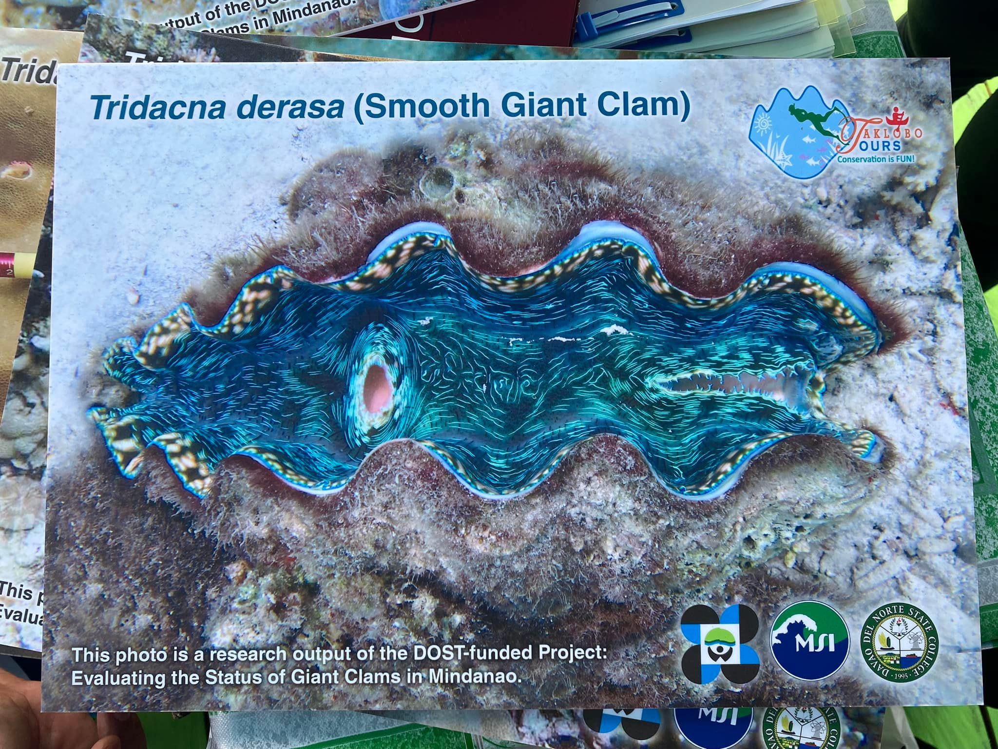 Giant Clam Sanctuary (Taklobo tours) in Samal Island | Samal Guide